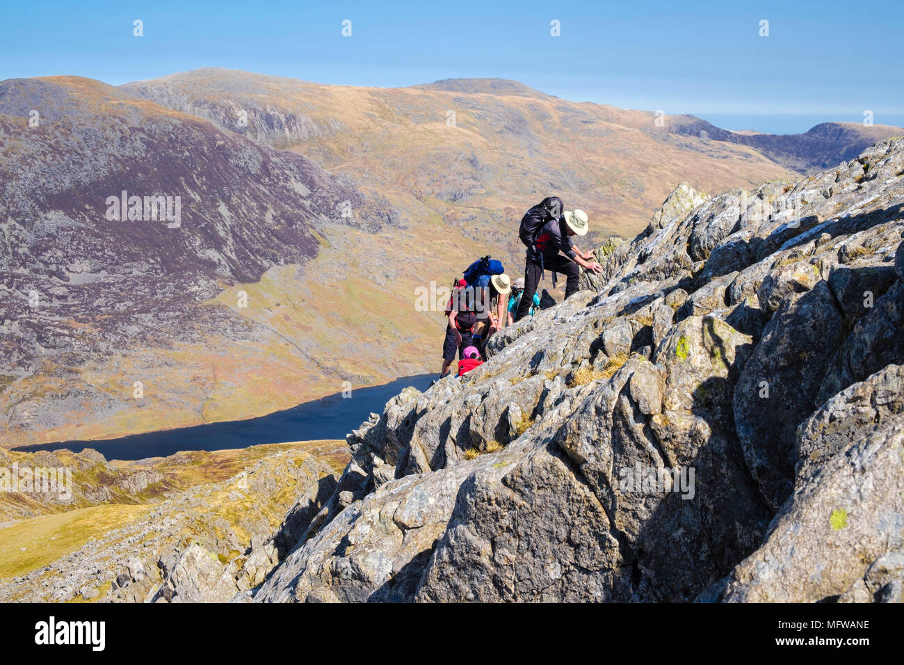 Hikers scrambling up Y Gribin ridge route to Glyder Fach in Glyderau ...