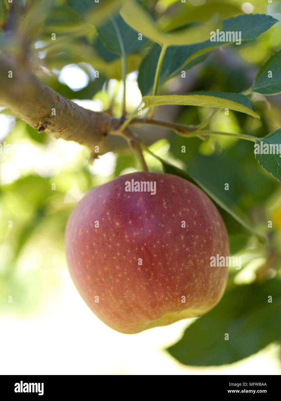 Red apple on tree Stock Photo - Alamy