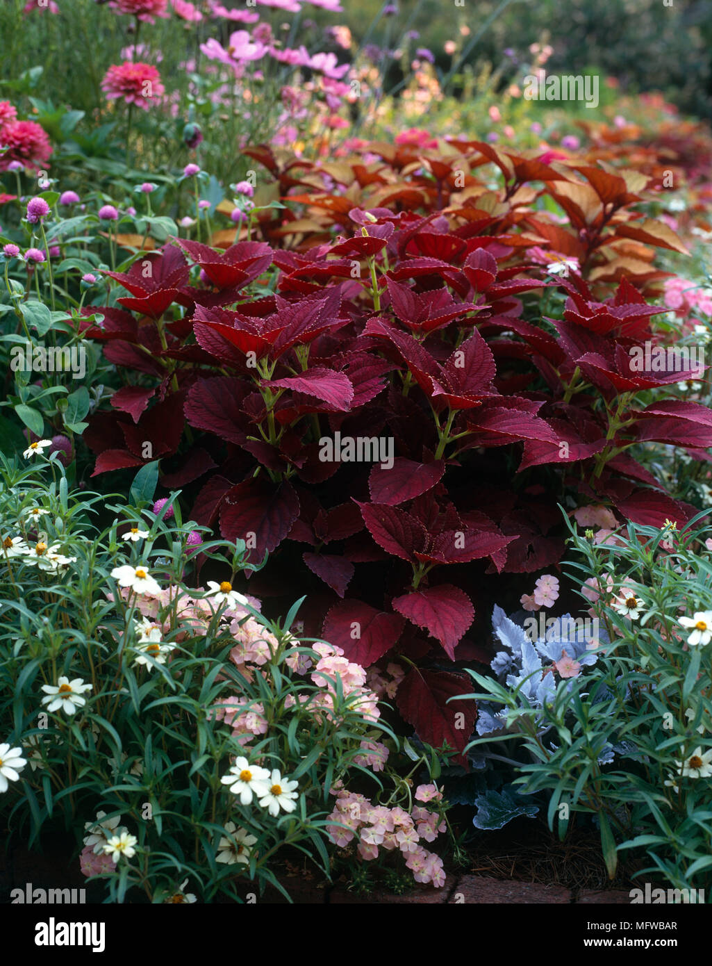 Red foliage bush in flower border in garden Stock Photo - Alamy