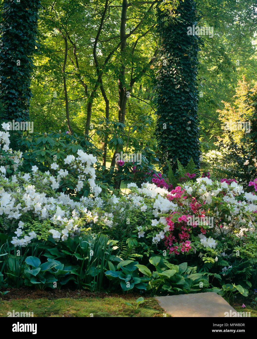 Dense border planting hi-res stock photography and images - Alamy