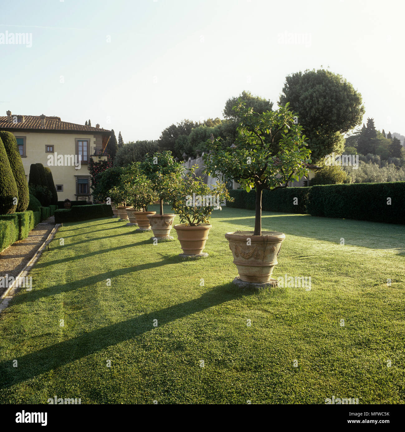 Potted trees hi-res stock photography and images - Alamy