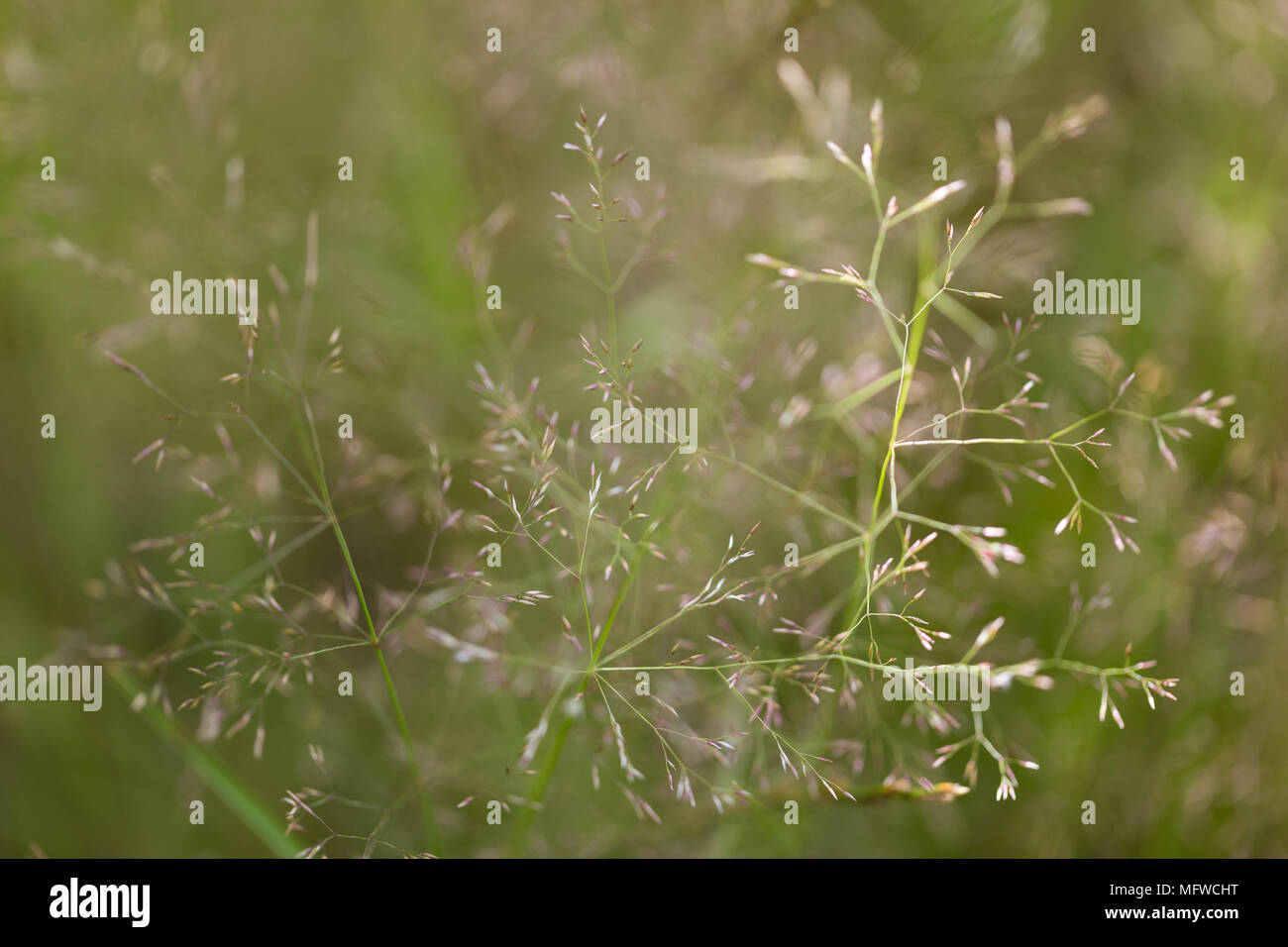 Grass with blurred background, dreamy / hazy Stock Photo - Alamy
