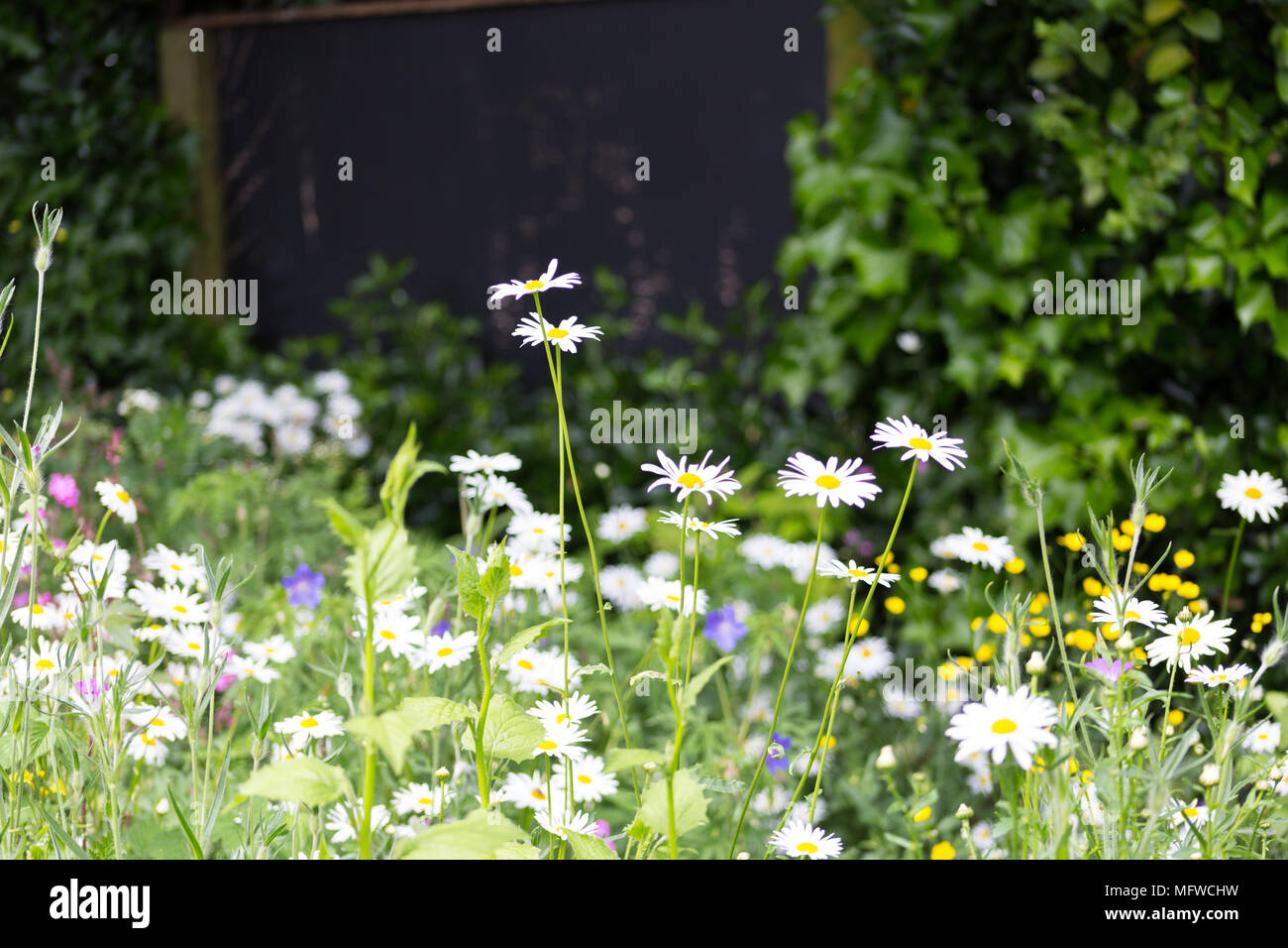 Daisies in a garden with blurred background Stock Photo - Alamy