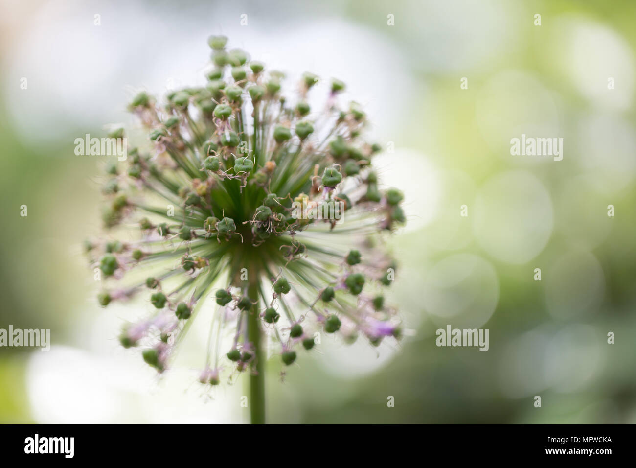 Dropped flower petals hi-res stock photography and images - Alamy