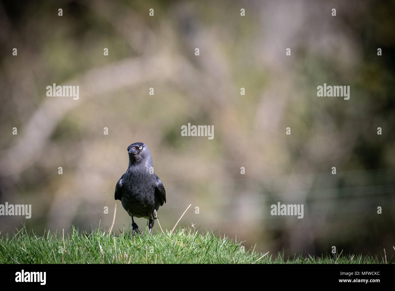 Eurasian jackdaw standing hi-res stock photography and images - Alamy