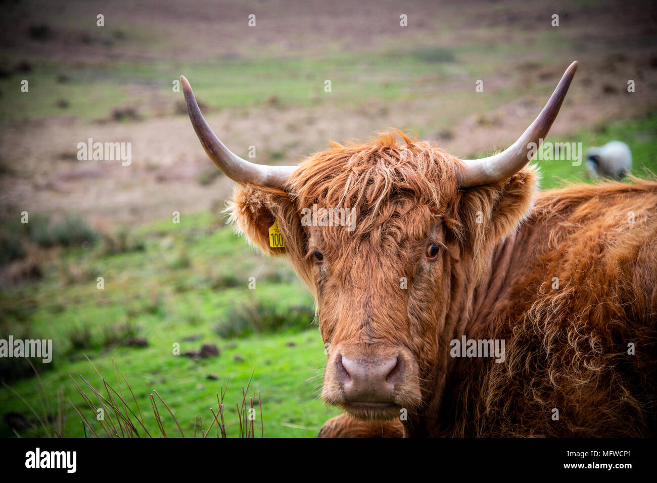 A highland cow on the fellsides of Cumbria Stock Photo - Alamy