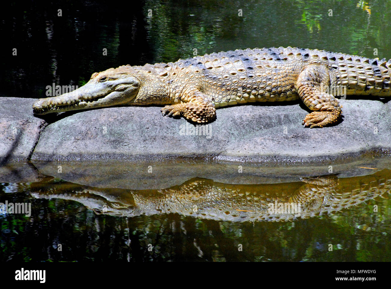 Beautiful crocodile hi-res stock photography and images - Alamy