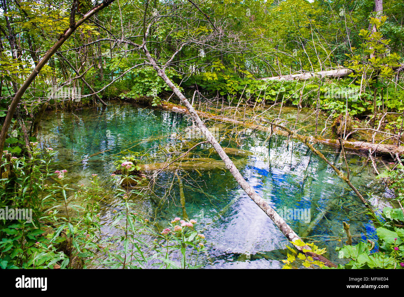 Fallen trees in the blue water Stock Photo - Alamy