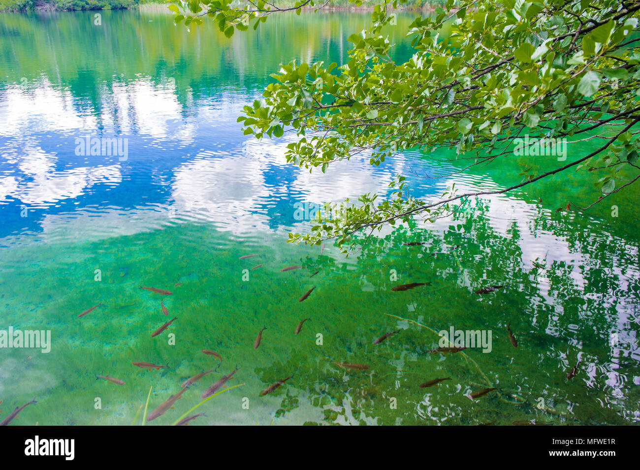 Lake with fish swimming within Stock Photo - Alamy