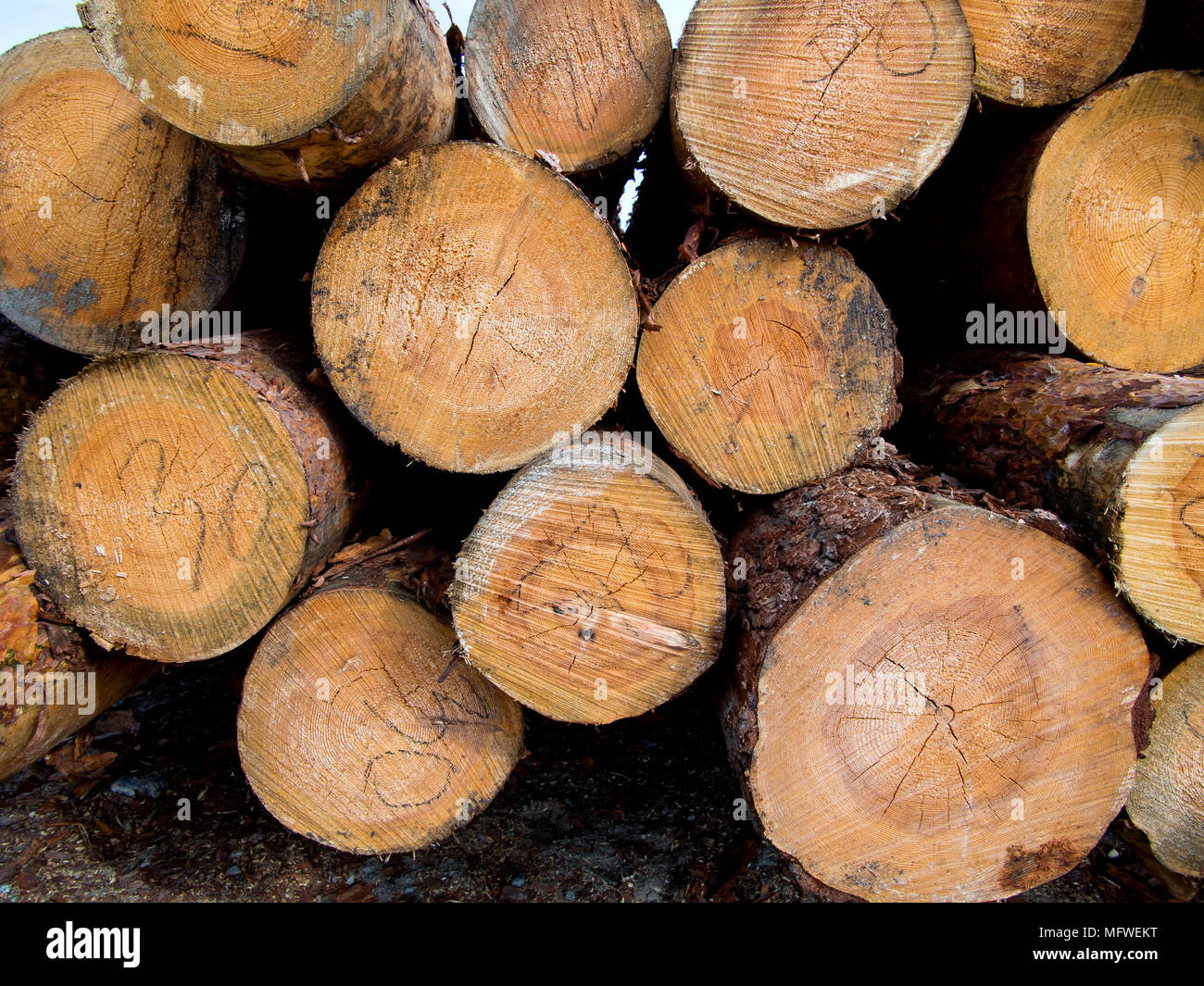 Russia timber production hi-res stock photography and images - Alamy