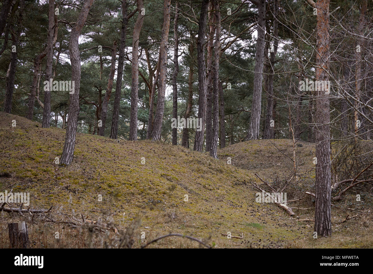 Formby nature reserve hi-res stock photography and images - Alamy
