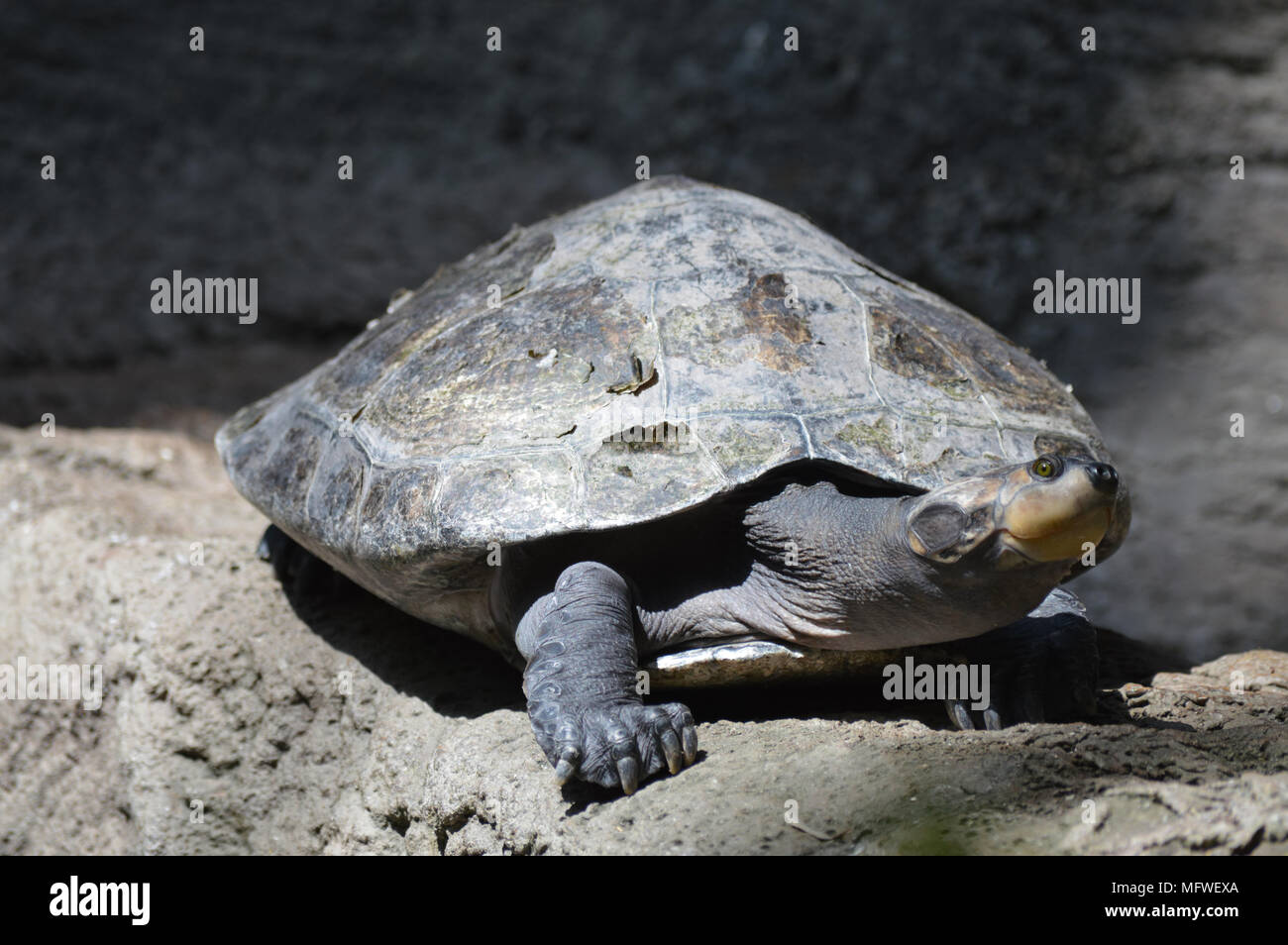 Tortoise neck hi-res stock photography and images - Alamy