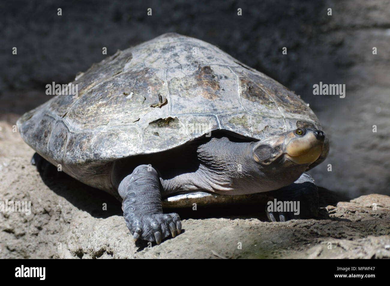 Tortoise neck hi-res stock photography and images - Alamy