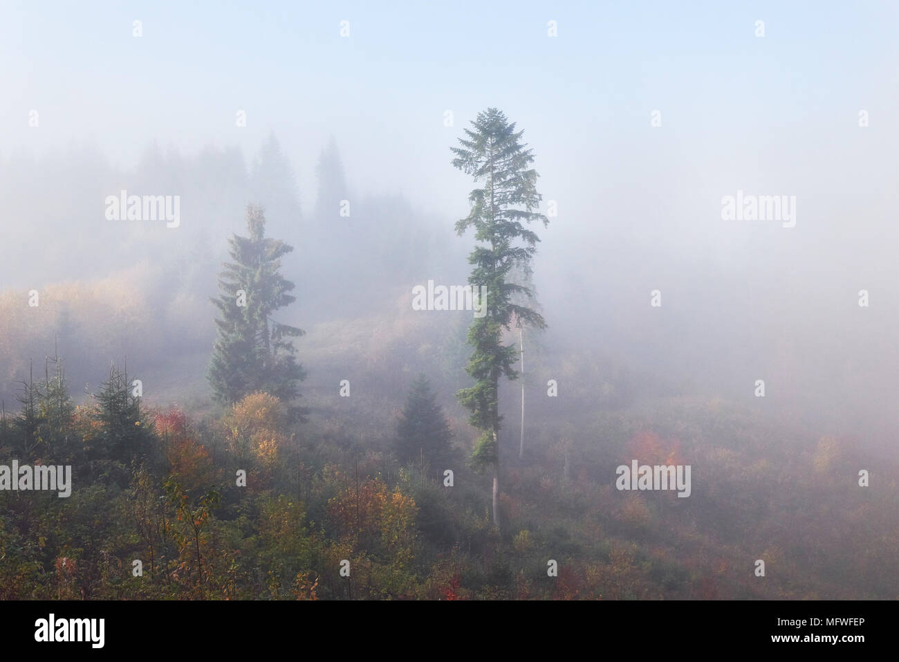 Morning fog creeps with scraps over autumn mountain forest covered in ...
