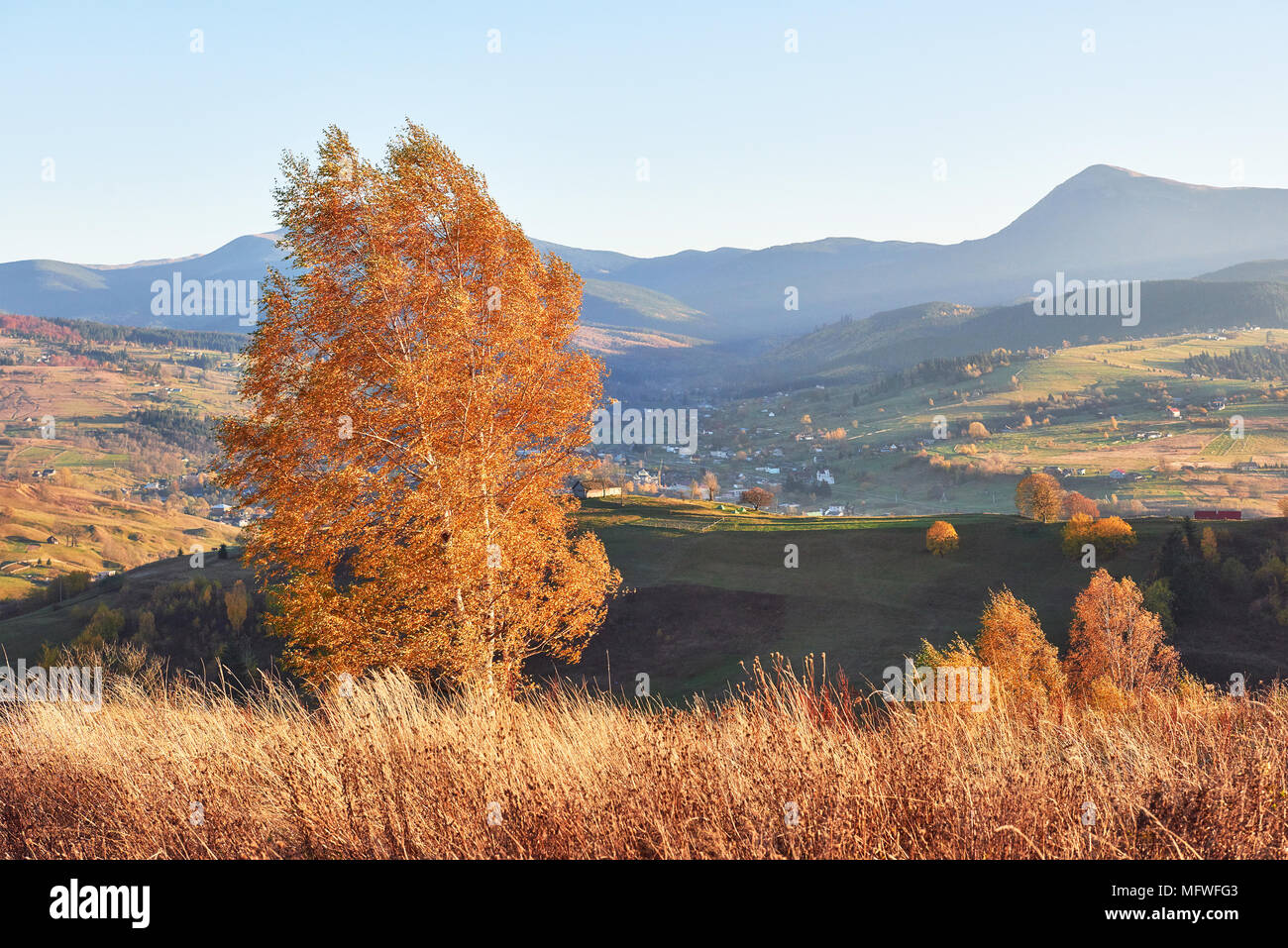 Shiny beech tree on a hill slope with sunny beams at mountain valley ...