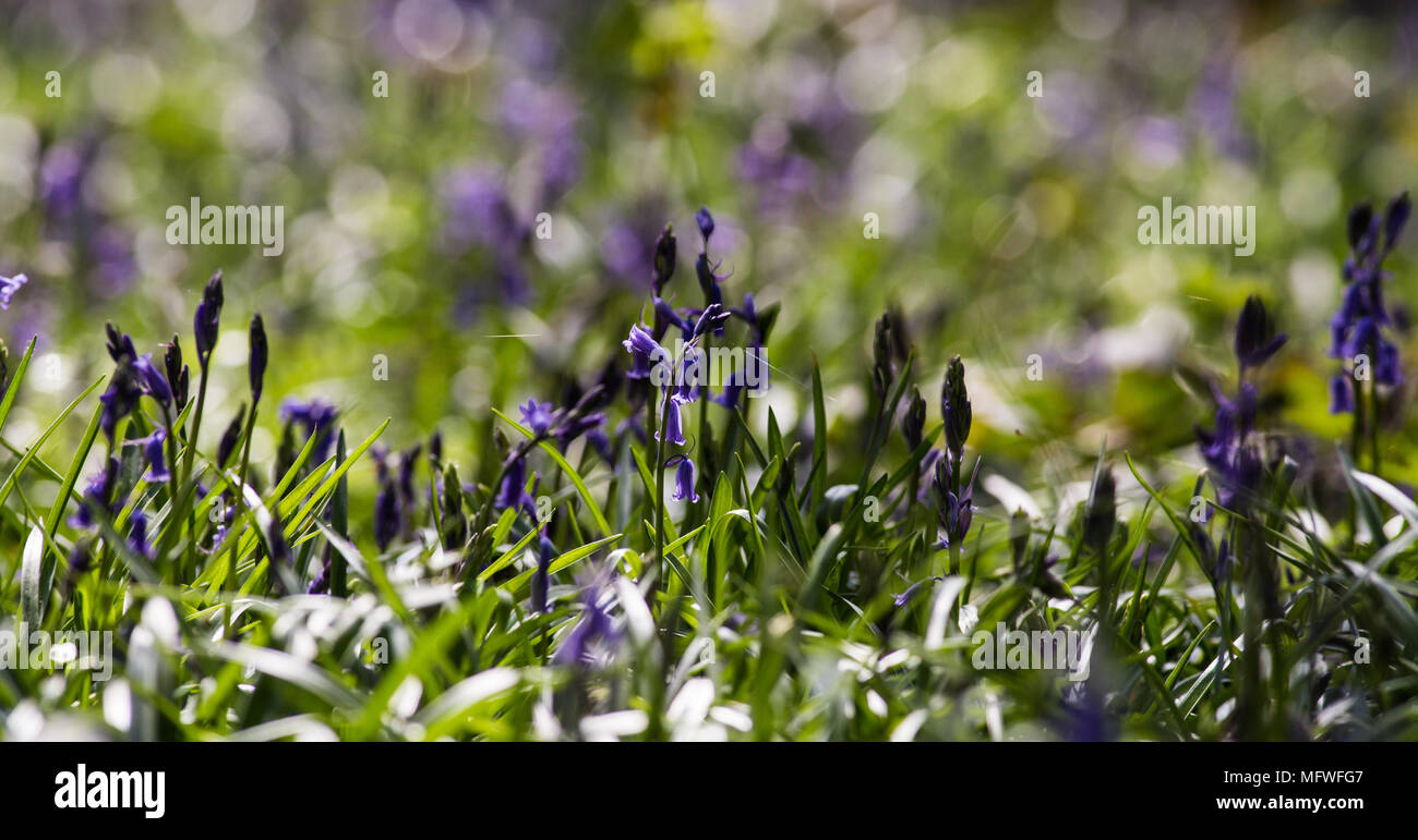 Cheerful spring colours hi-res stock photography and images - Alamy