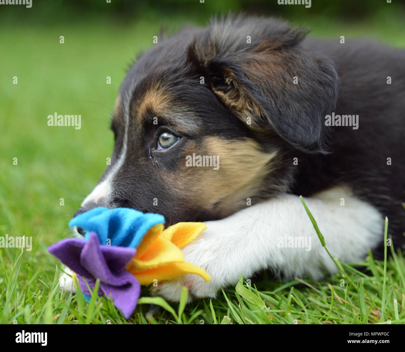 Border collie puppy with toy Stock Photo - Alamy
