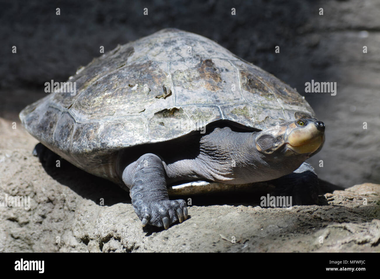 Rock tortoise hi-res stock photography and images - Alamy