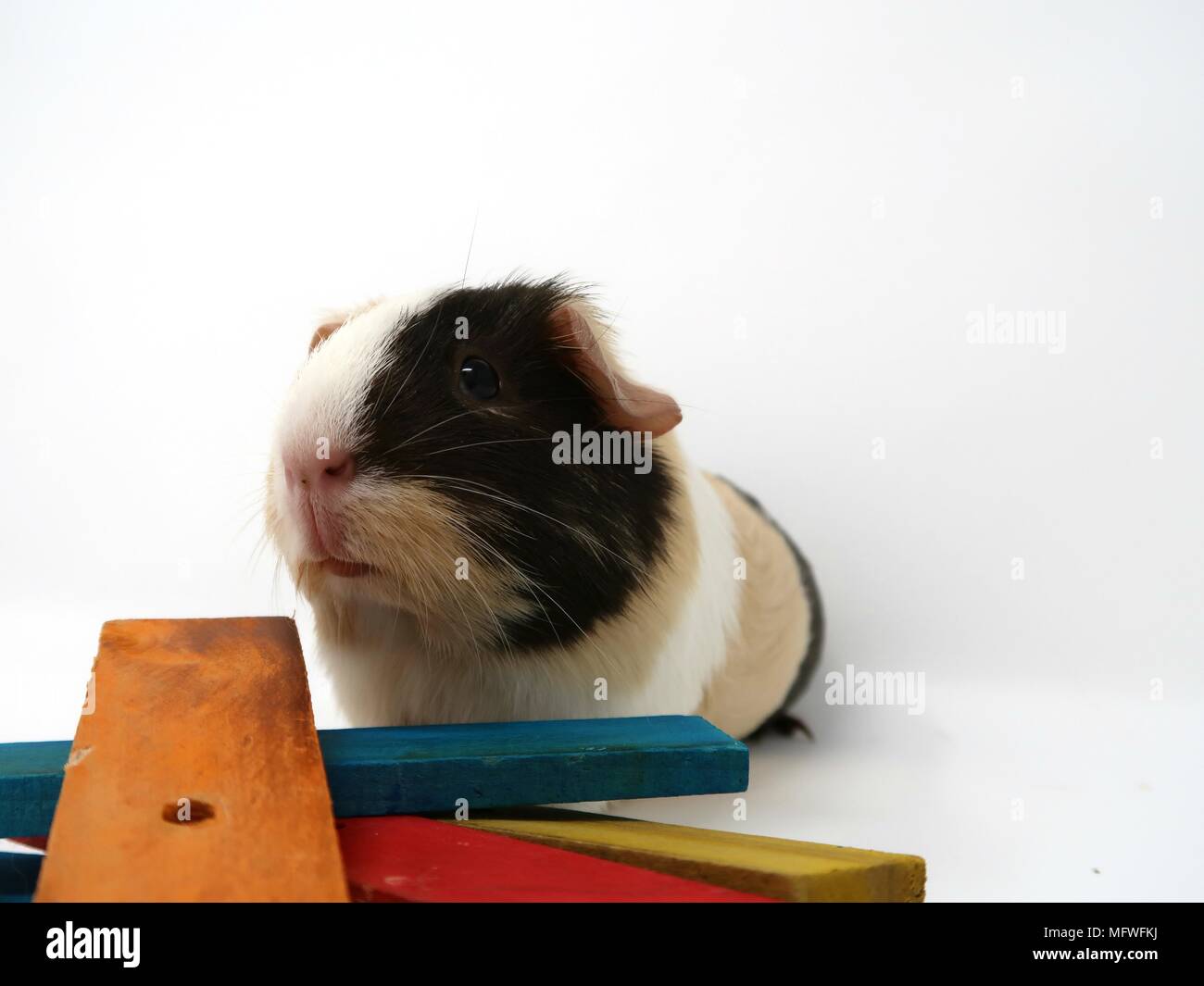 Guinea Pig Photoshoot Stock Photo - Alamy