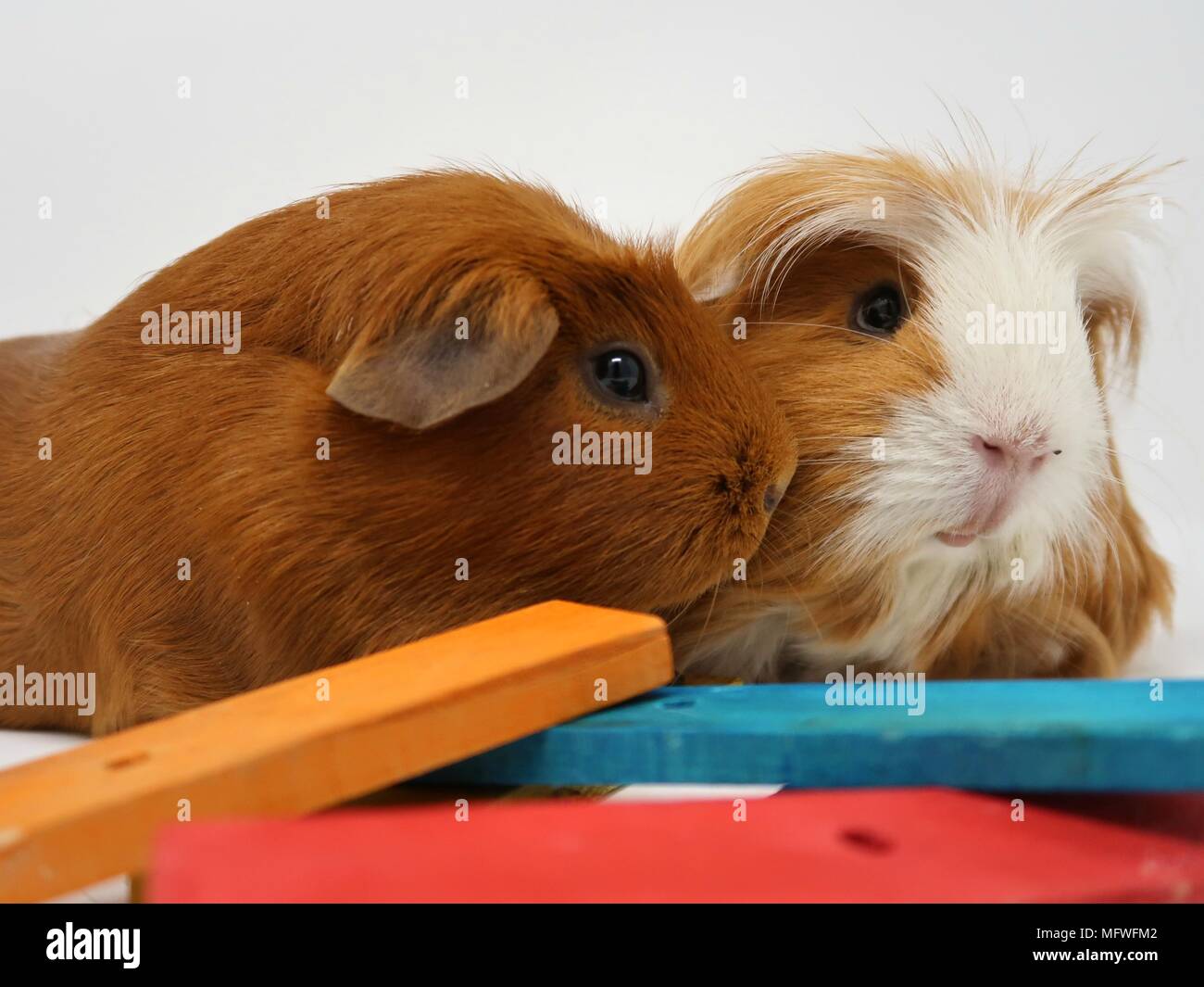 Guinea Pig Photoshoot Stock Photo - Alamy