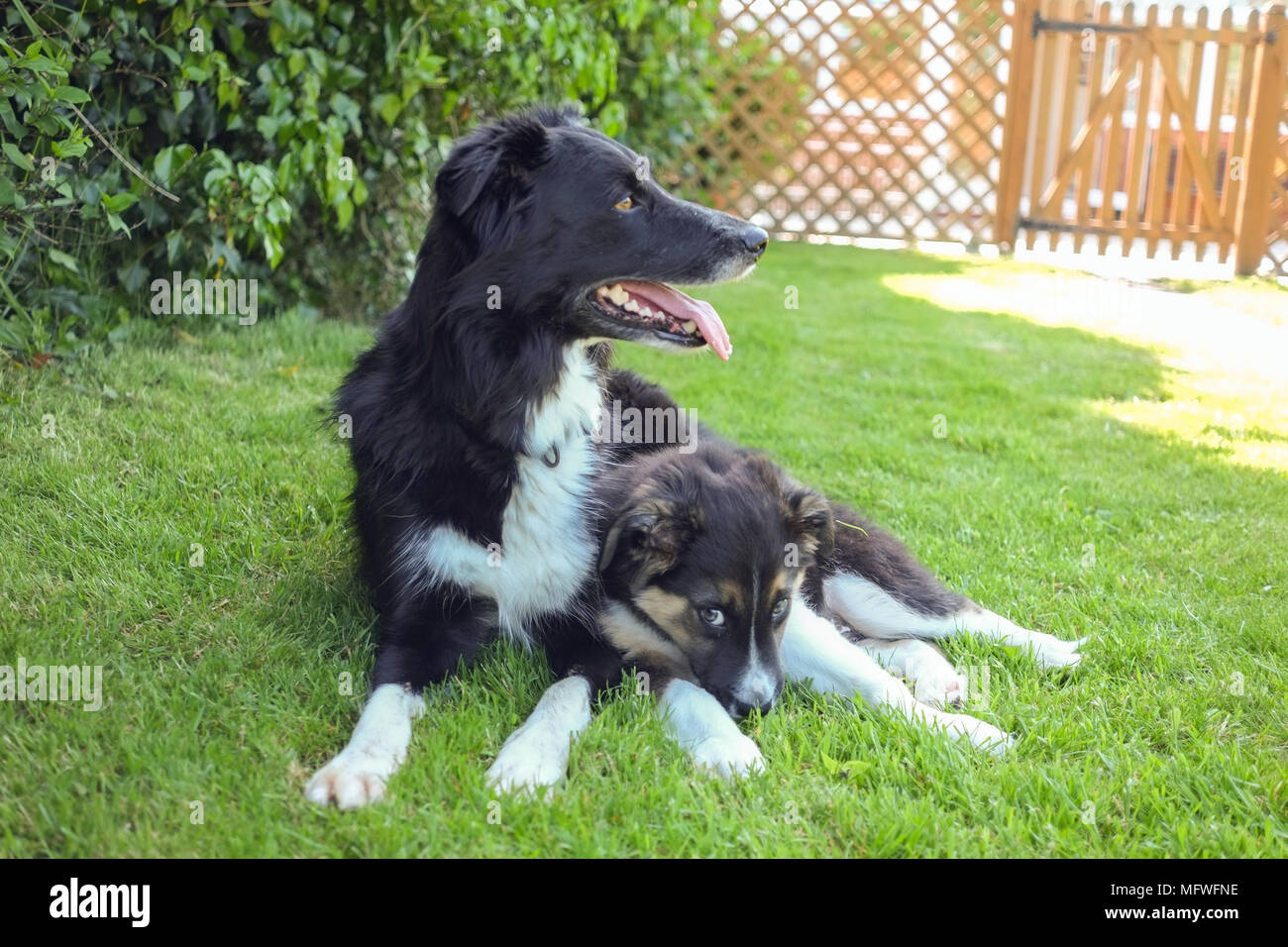Border collie puppy with adult dog Stock Photo - Alamy