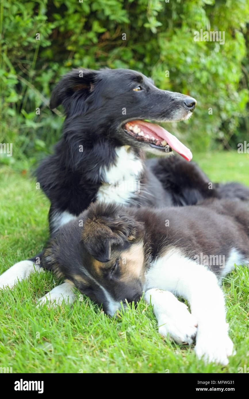 Border collie puppy with adult dog Stock Photo - Alamy
