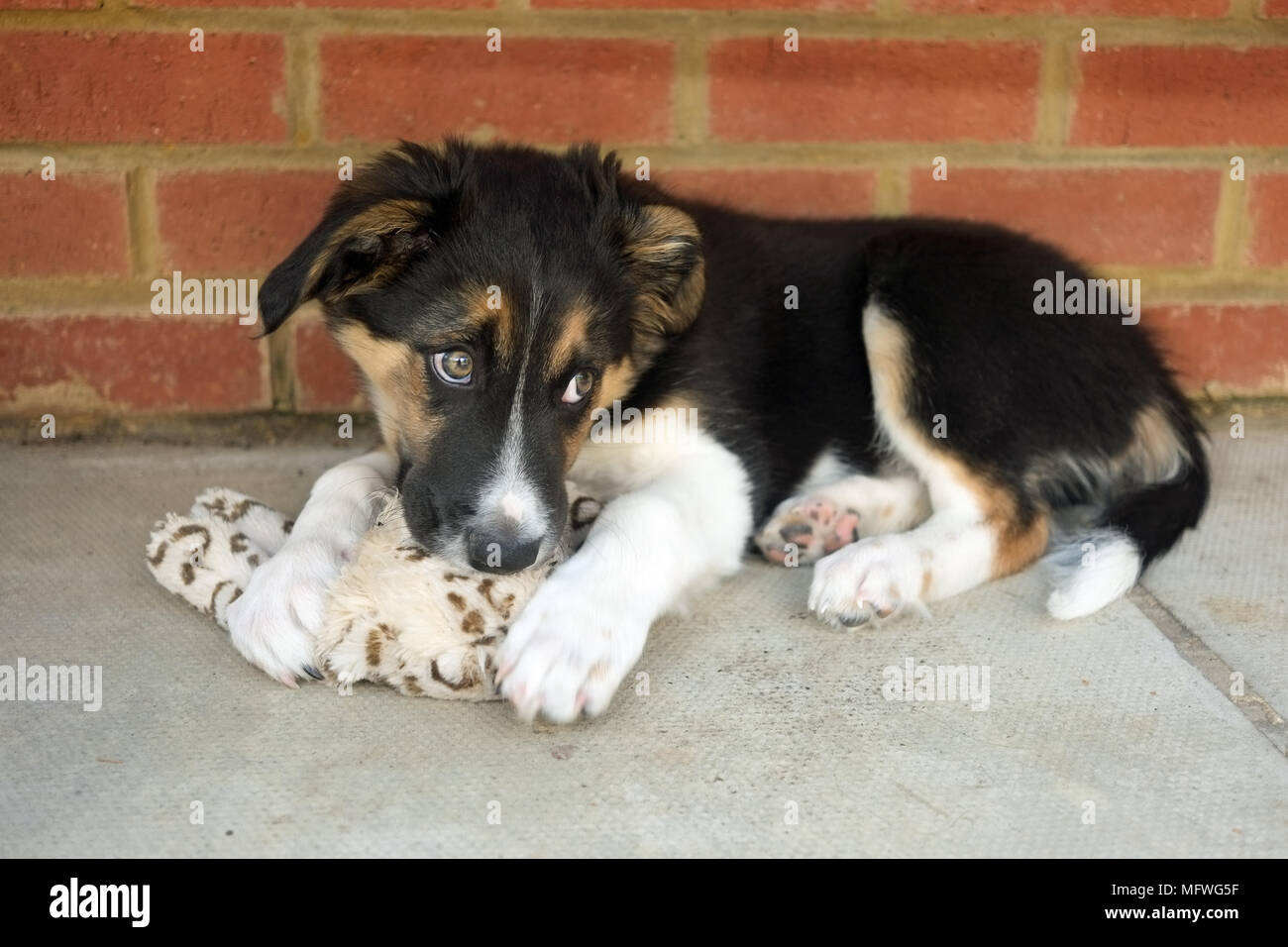 Border collie puppies hi-res stock photography and images - Alamy