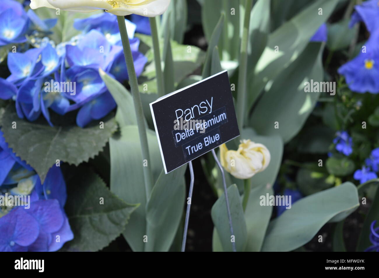 Pansy flower sign Stock Photo - Alamy