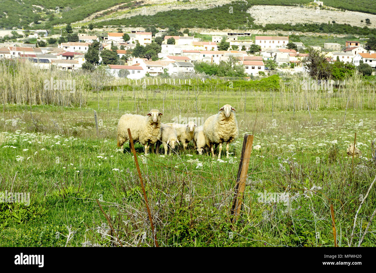 Domestic sheep on a meadow, looking at the camera. In the background ...