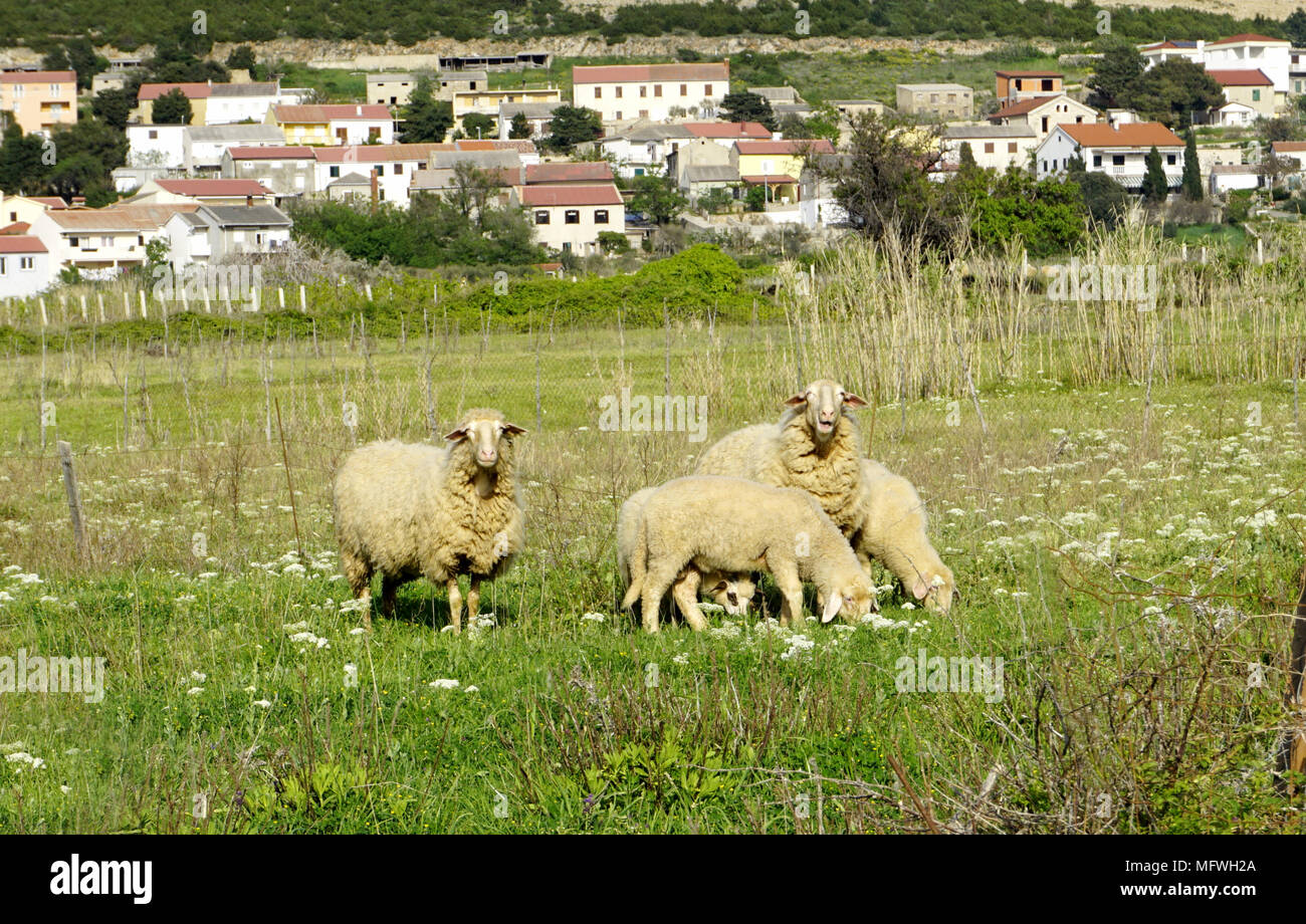 Croatia pag cheese hi-res stock photography and images - Alamy