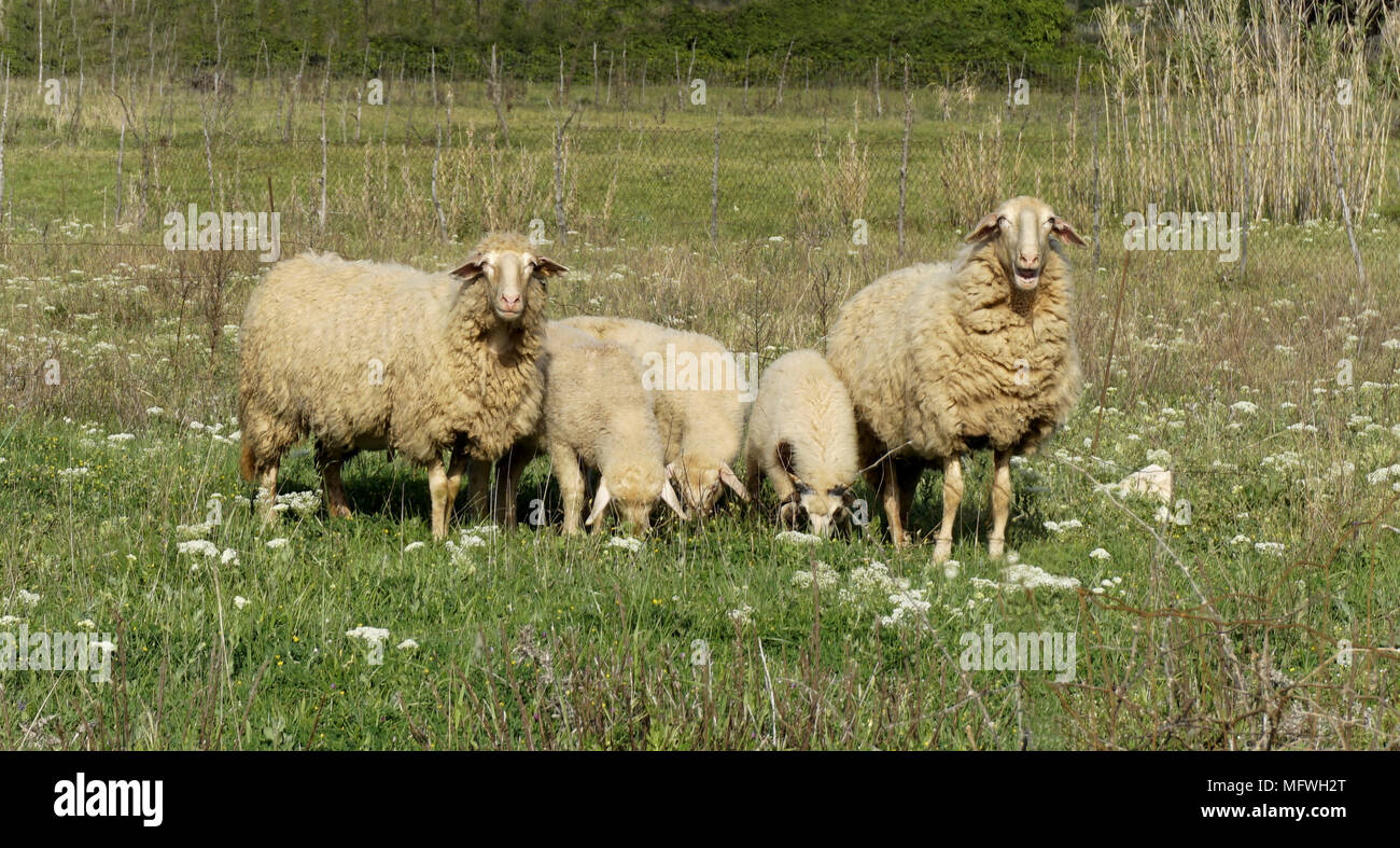 Domestic sheep pasture hi-res stock photography and images - Alamy