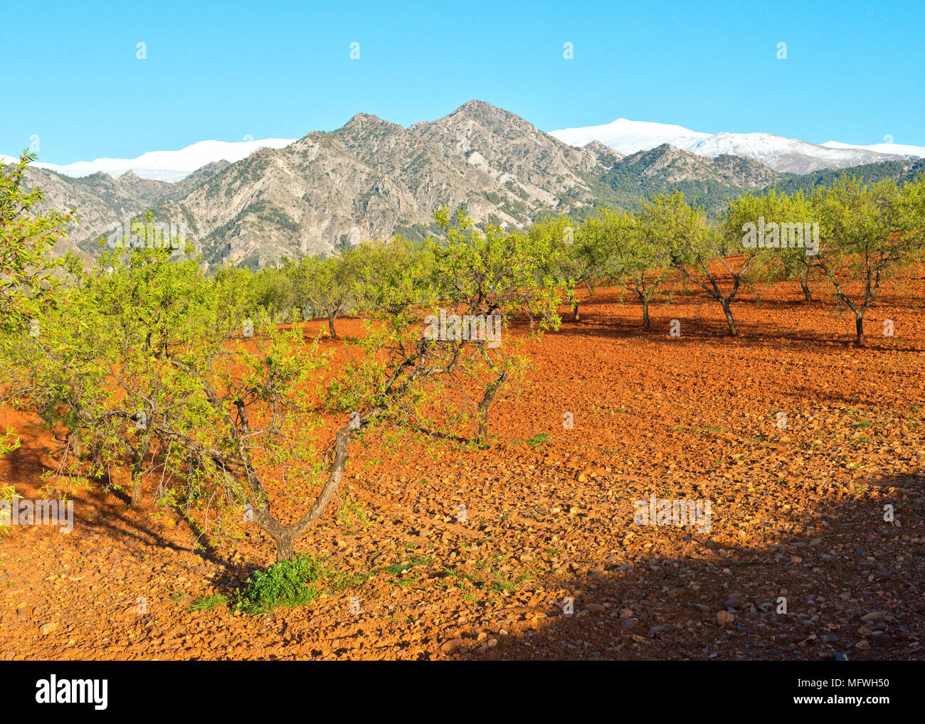 Olive grove and Sierra Nevada Mountains, on red colored soil. Dilar ...