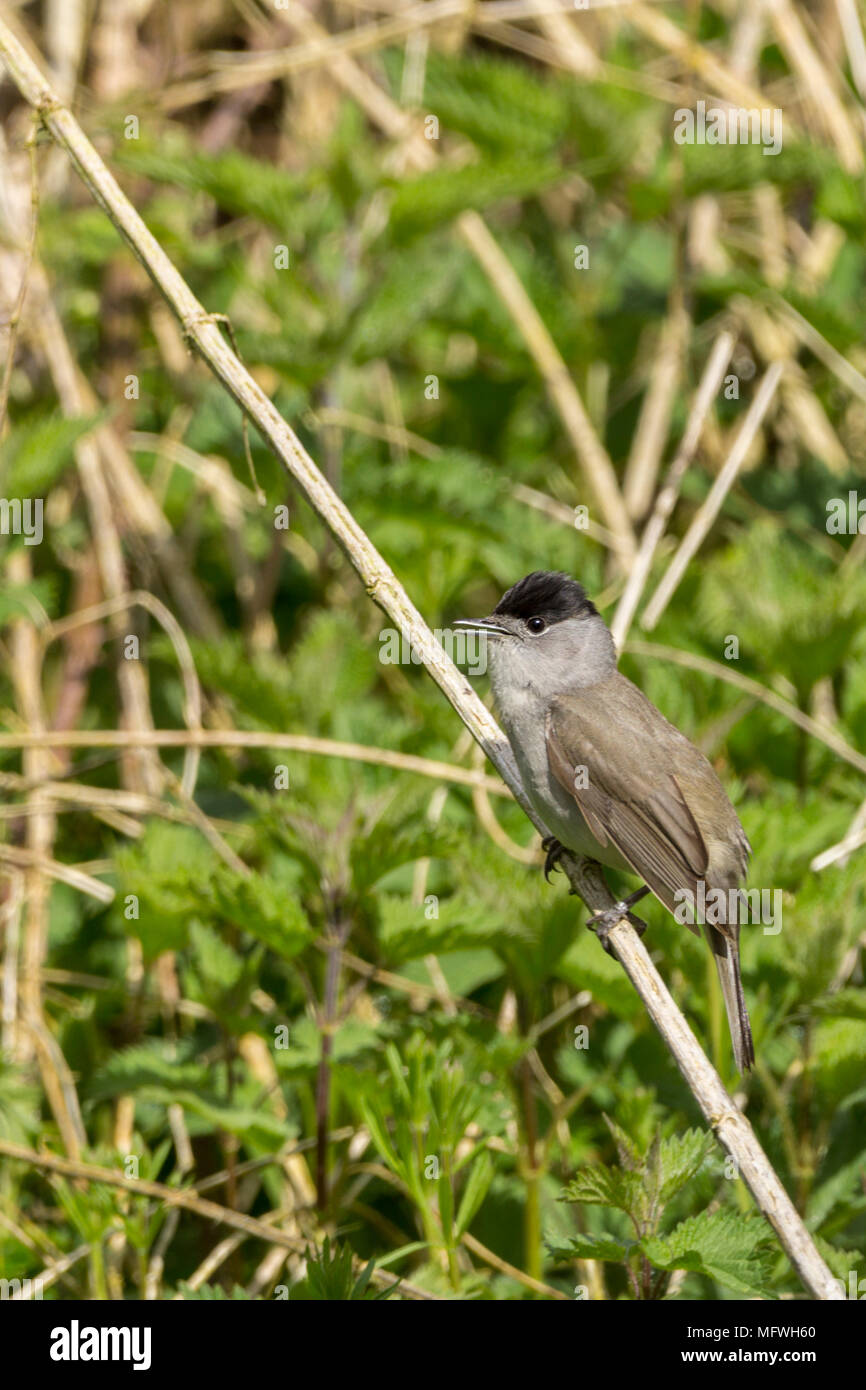 Black cap bird hi-res stock photography and images - Alamy