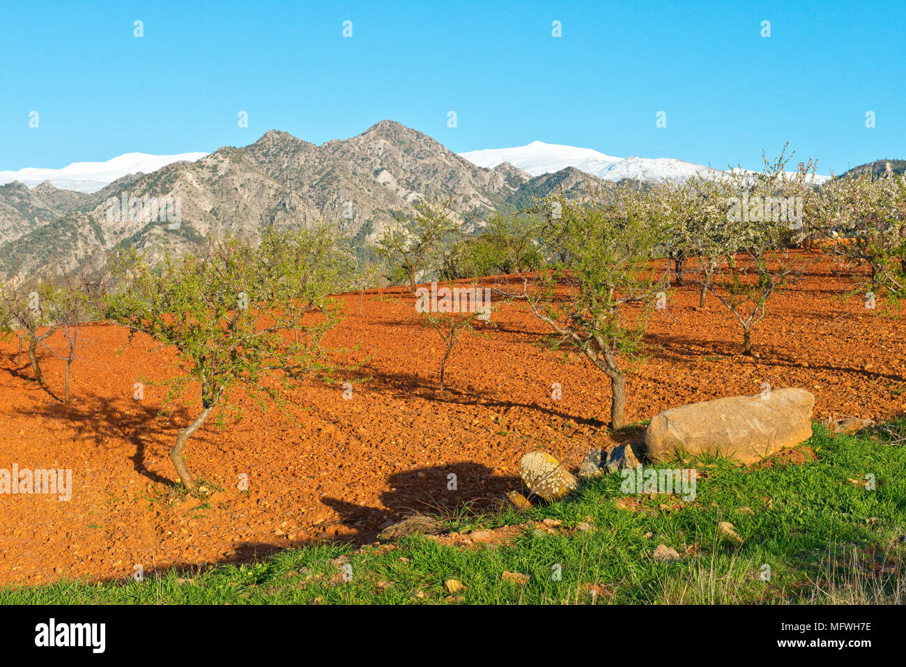 Olive grove and Sierra Nevada Mountains, on red colored soil. Dilar ...