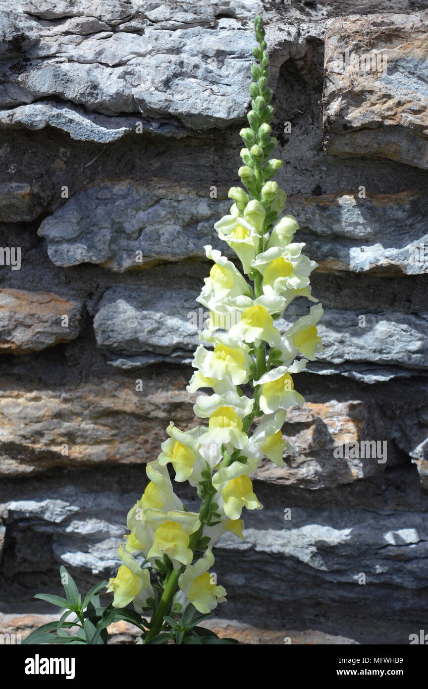 Rock snapdragon hi-res stock photography and images - Alamy