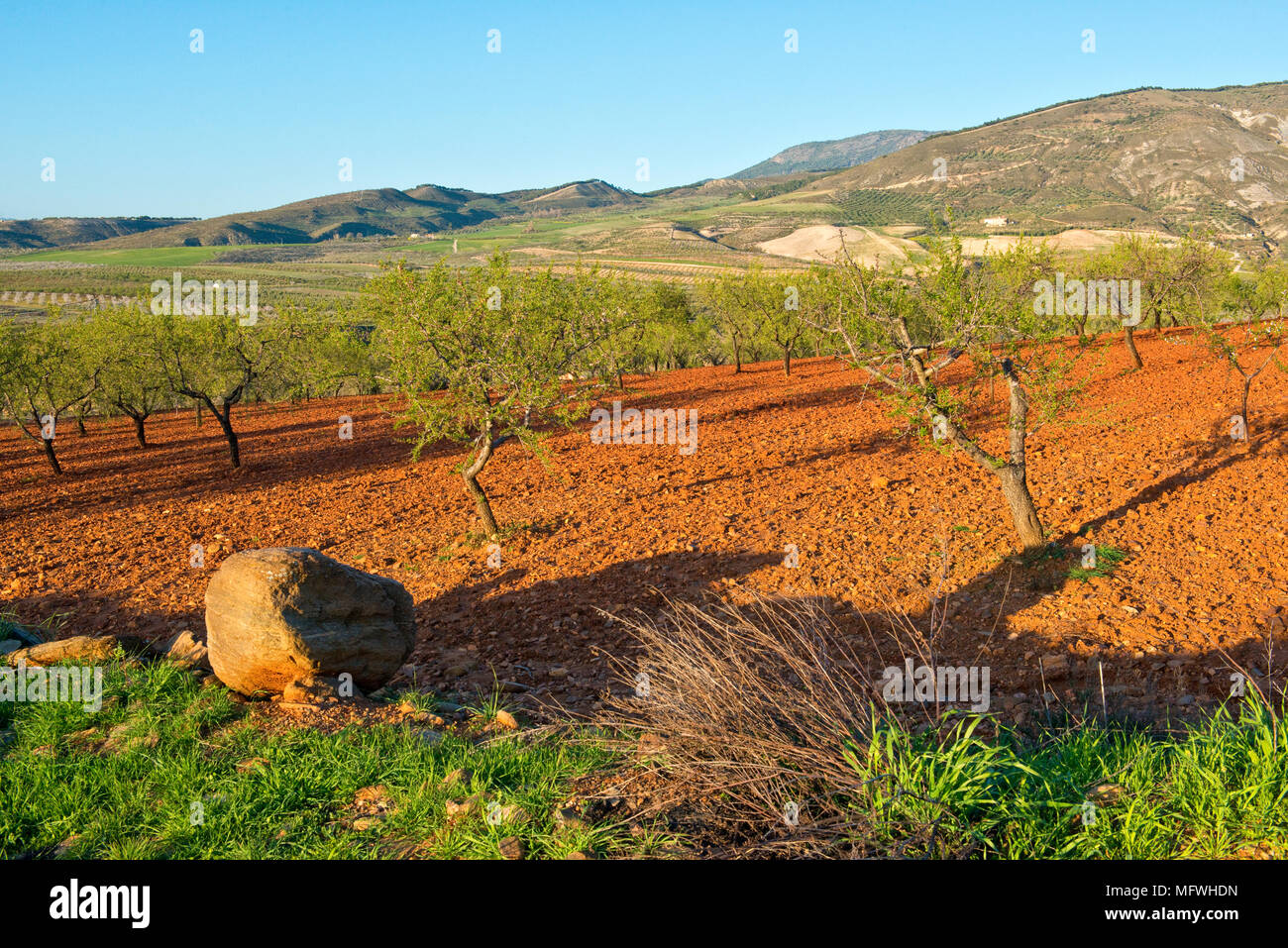 Olive grove and Sierra Nevada Mountains, on red colored soil. Dilar ...