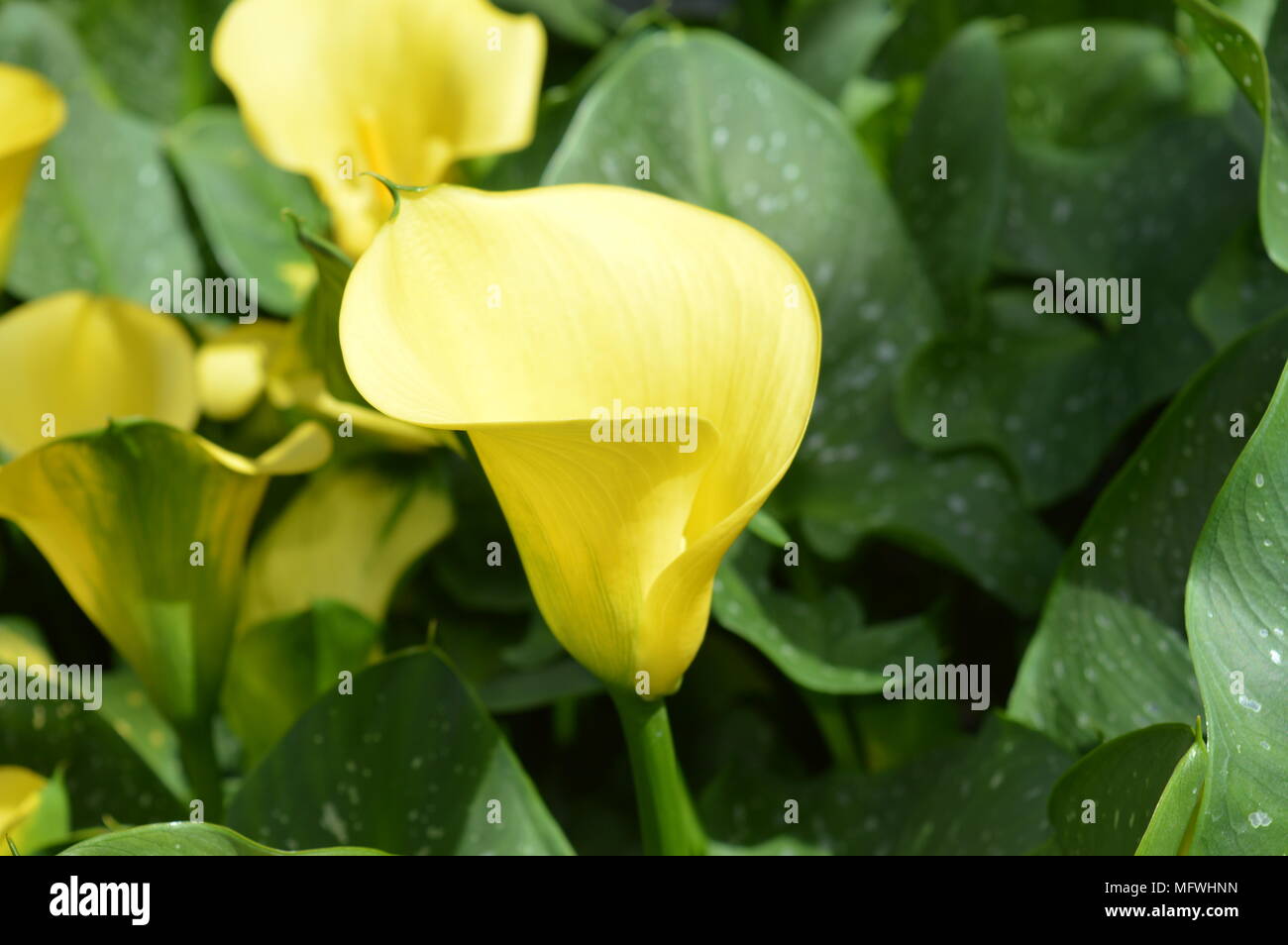 Calla lily garden hi-res stock photography and images - Alamy