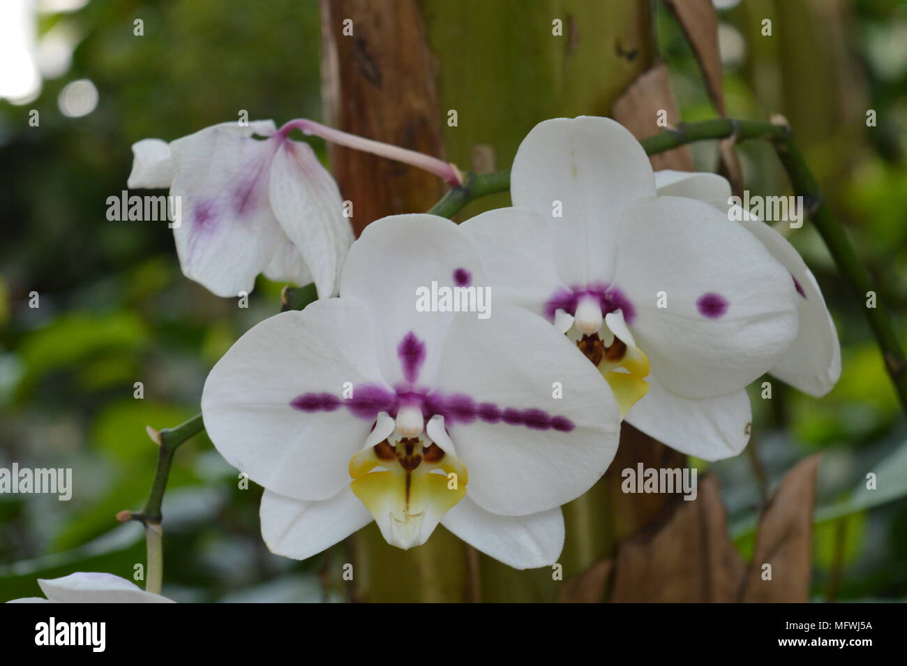 Close of of yellow and white orchids hi-res stock photography and ...