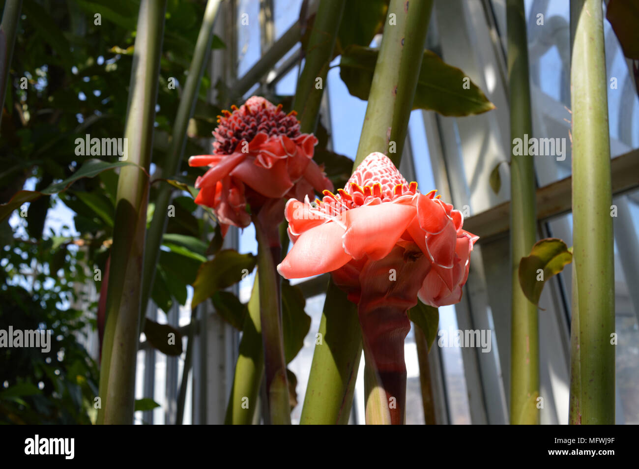 Close up tropical pink torch hi-res stock photography and images - Alamy
