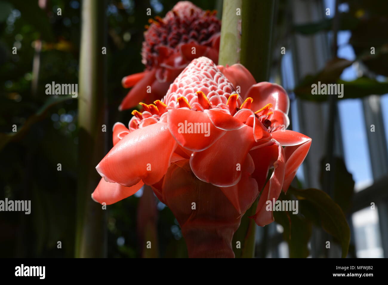 Red Torch Ginger Stock Photo - Alamy