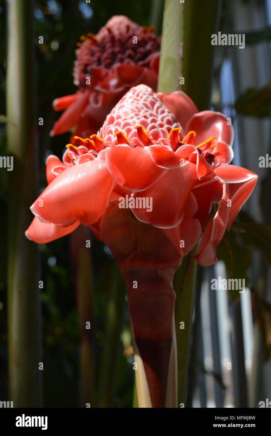 Red Torch Ginger Stock Photo - Alamy