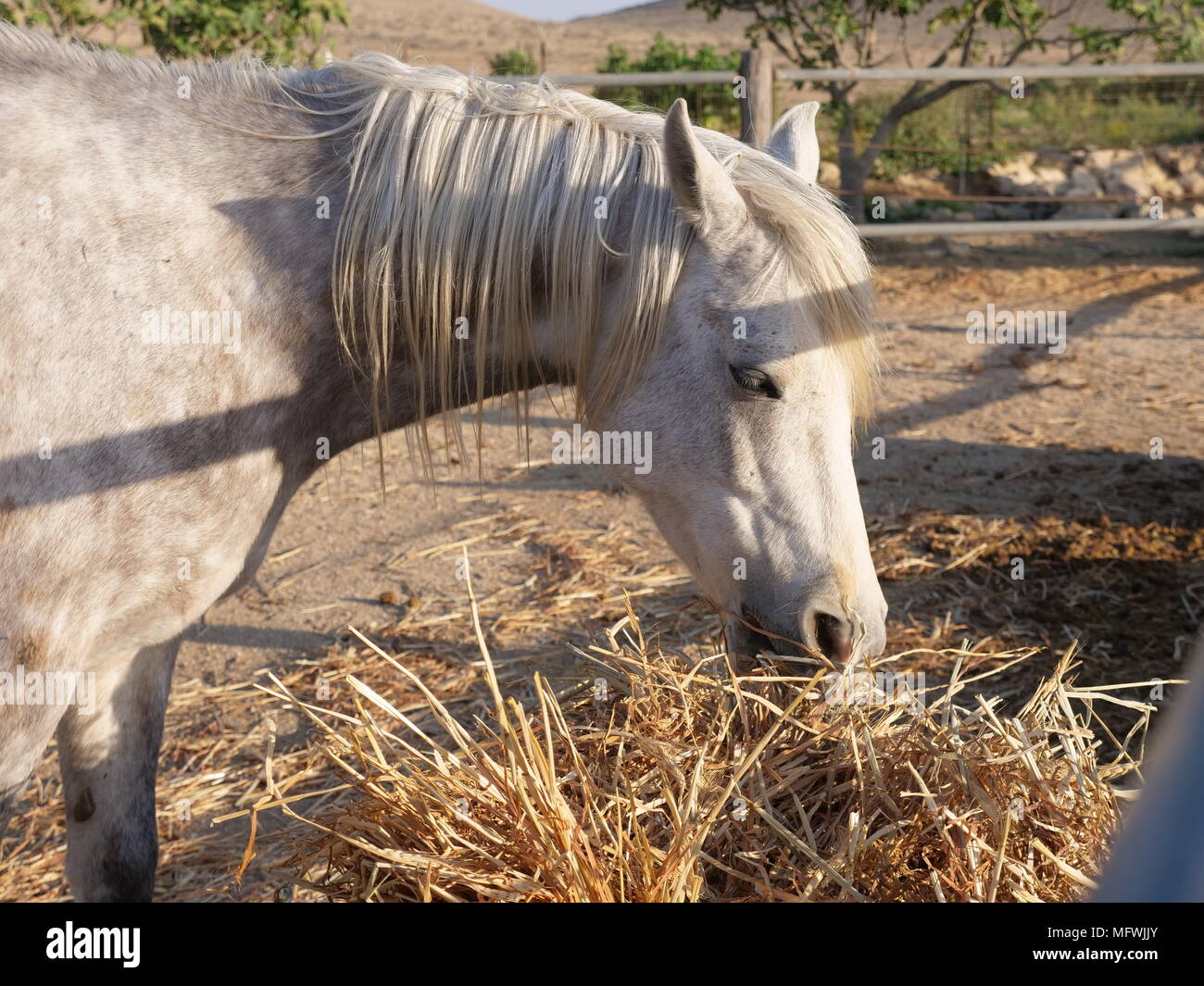 White Horse Eating Hay In A Stable High Resolution Stock Photography ...