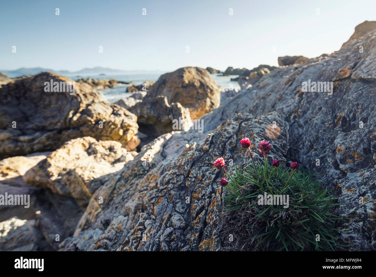 Welsh coastal flowers hi-res stock photography and images - Alamy