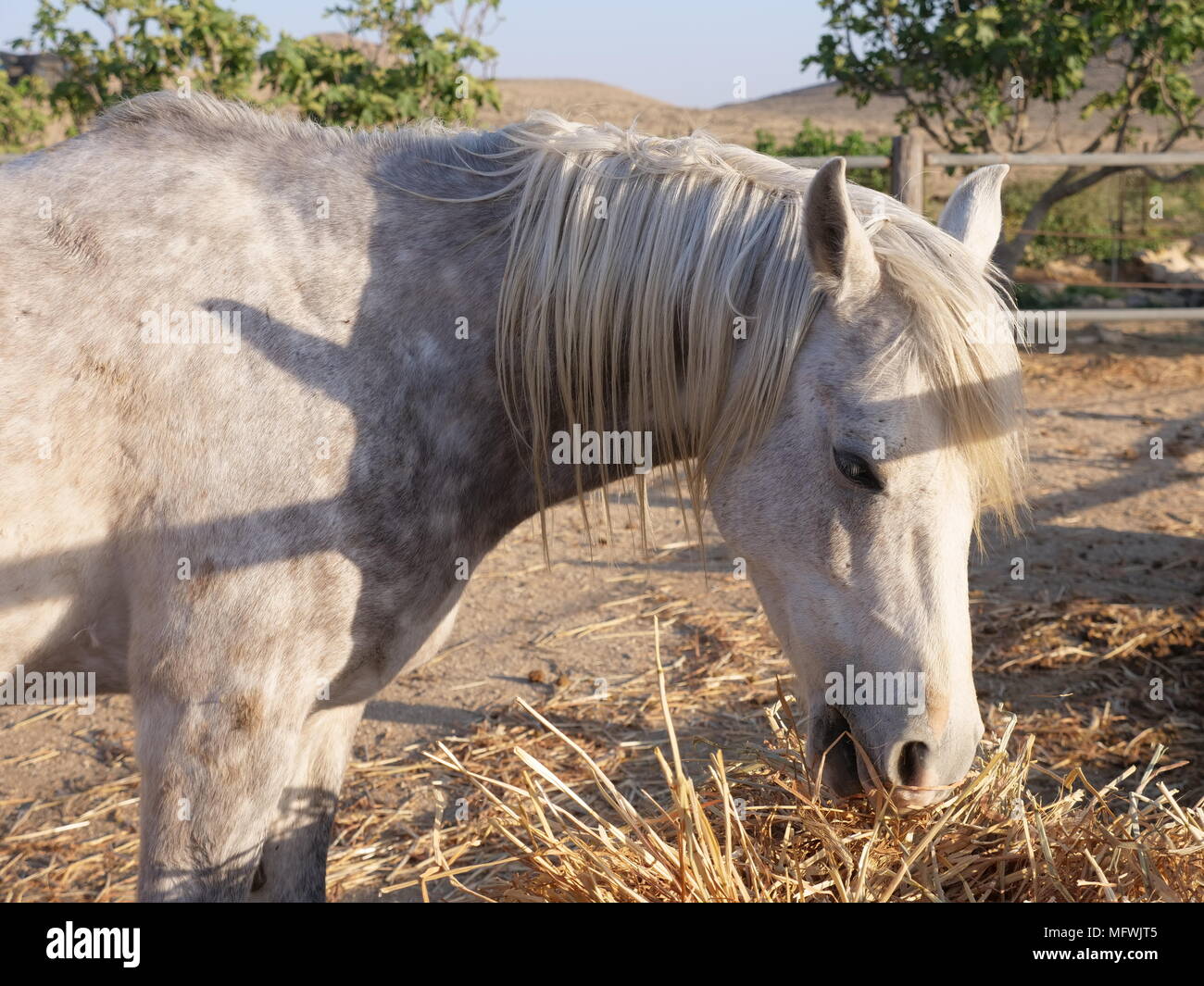 Pony food stable hi-res stock photography and images - Alamy