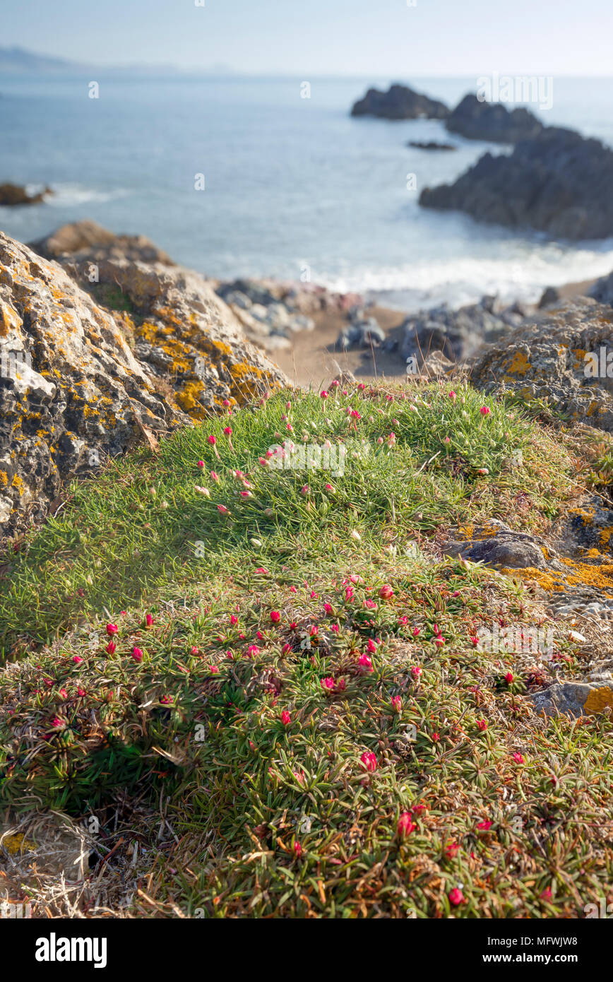 Spring flowers anglesey hi-res stock photography and images - Alamy
