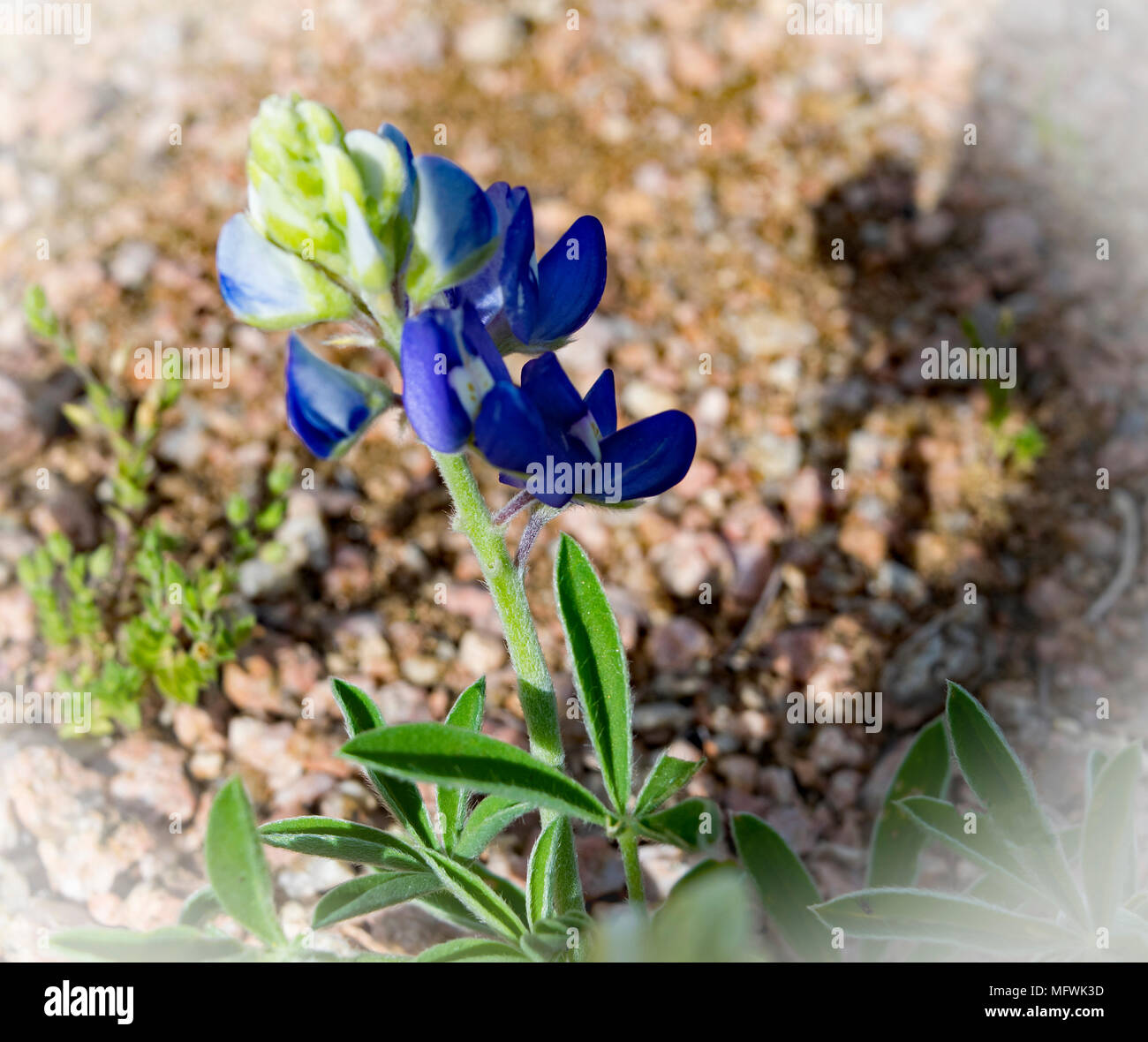 Lone soldier hi-res stock photography and images - Alamy