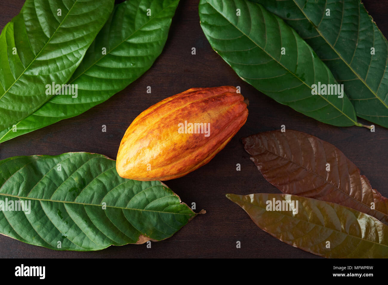 One orange color cocoa pod on wooden table Stock Photo - Alamy