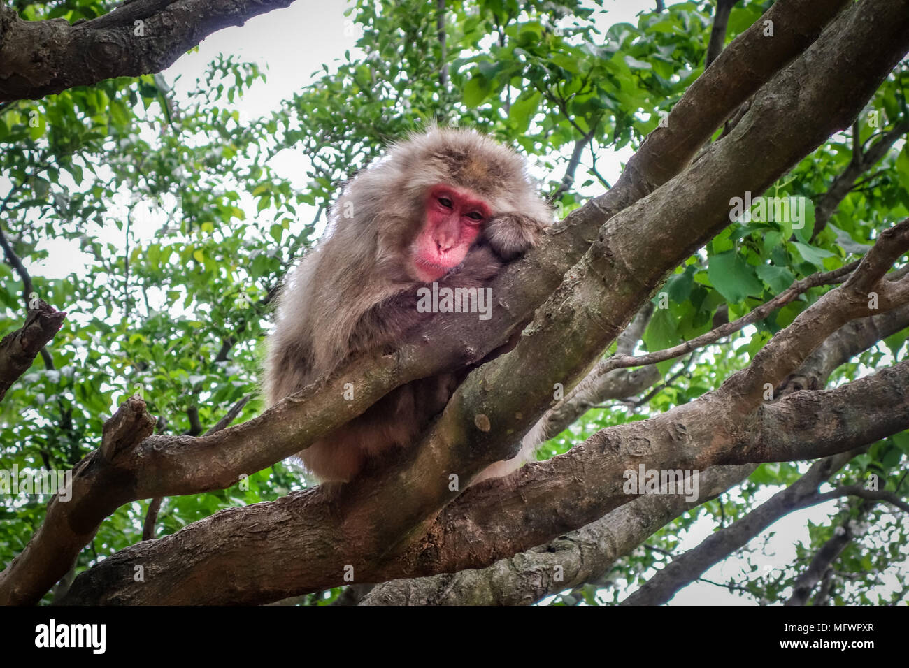 Japanese macaque on a tree in Iwatayama monkey park, Kyoto, Japan Stock ...