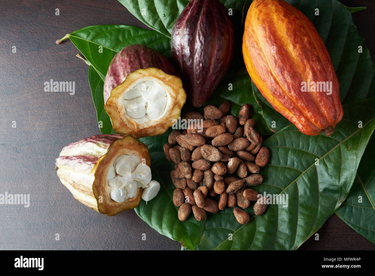 Cacao organic plant theme. Colorful raw chocolate background Stock ...