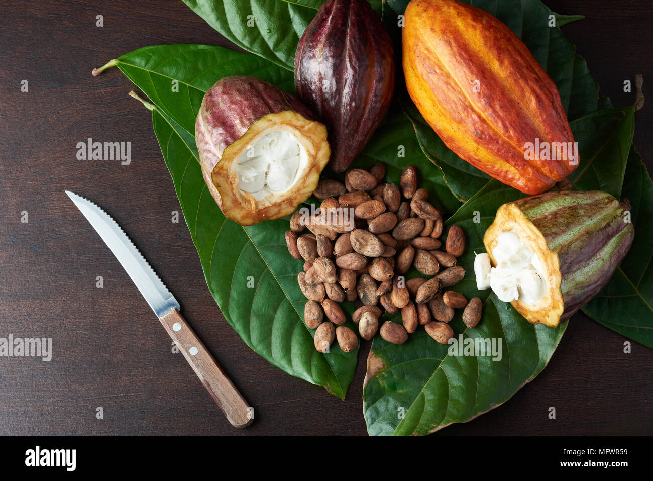 Harvest of cacao theme. Cutting cocoa pod with knife Stock Photo - Alamy